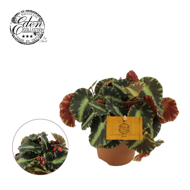 Craigmarloch nurseries. BEGONIA REX CLEOPATRA