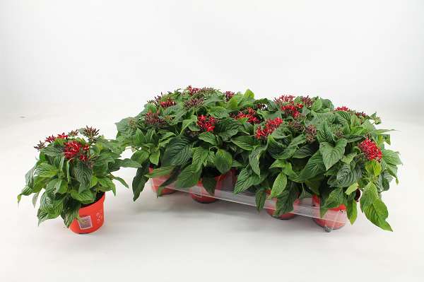 Craigmarloch nurseries. New Arrivals