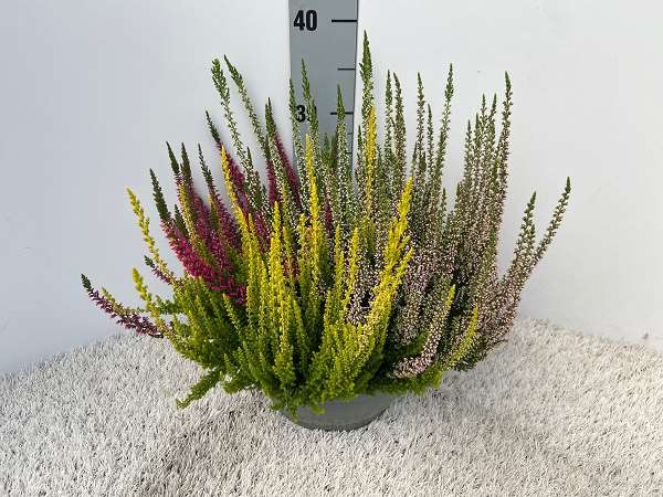 Craigmarloch nurseries. New Arrivals