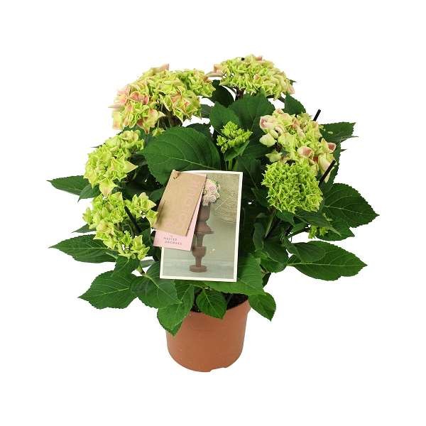 Craigmarloch nurseries. Flowering plants