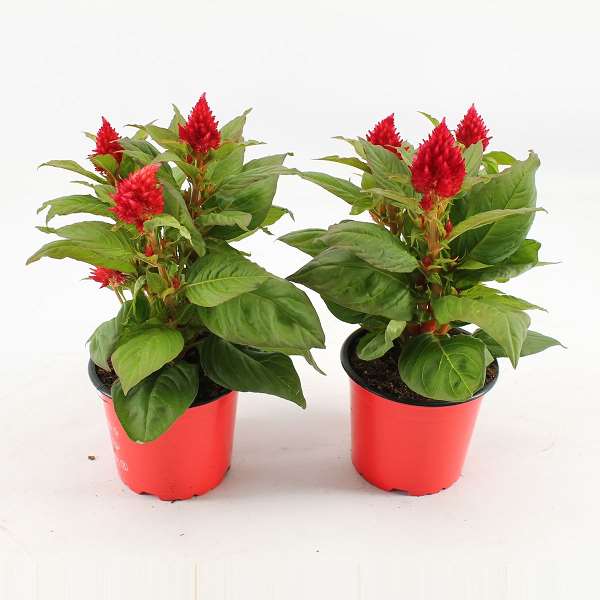 Craigmarloch nurseries. Weekly Highlights