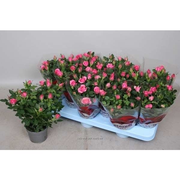 Craigmarloch nurseries. Flowering plants