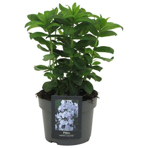 Craigmarloch nurseries. New Arrivals