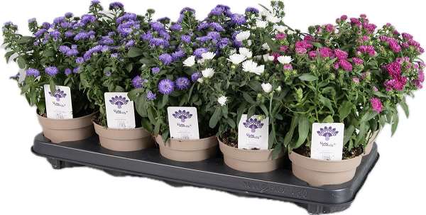 Craigmarloch nurseries. Weekly Highlights